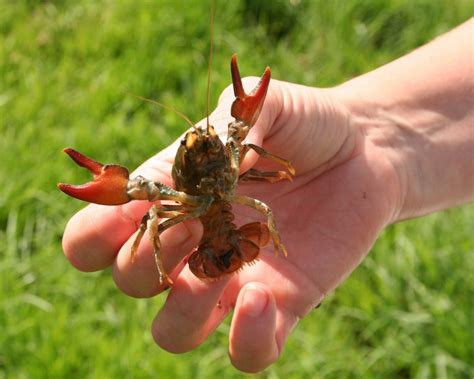 What Are The Real Dangers Of Eating Crayfish In America - Compliance ...